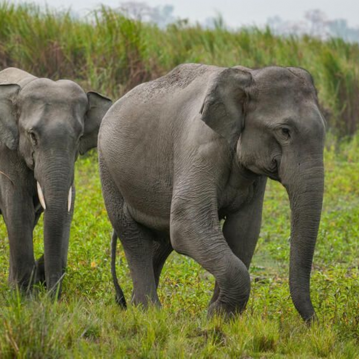 Beckers Green Primary School - Elephants Work Hard!